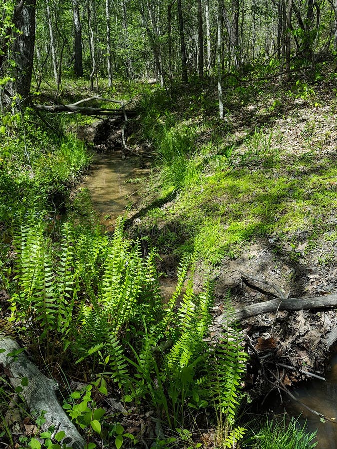 Spring and Ferns and Irish Moss Stock Photo - Image of irish, water ...