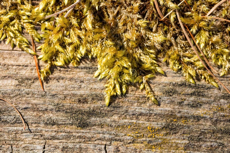 Natural Spring Moss on an Old Piece of Wood Stock Image - Image of ...