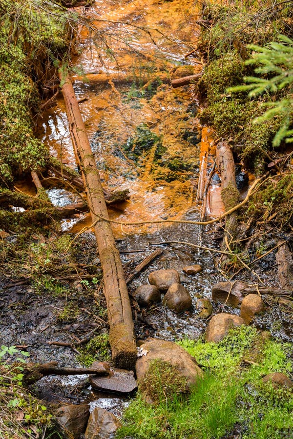 Natural Spring in Nordic Forest Stock Image - Image of spring ...