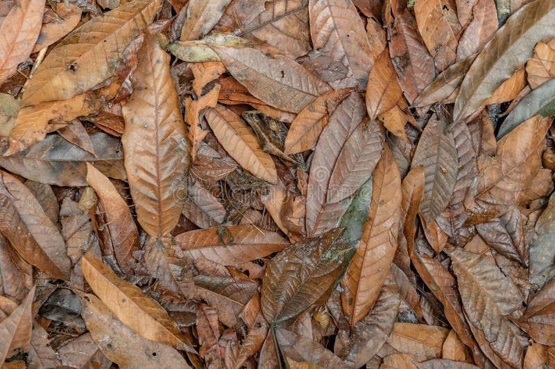 Natural Spring Texture- Background of Colourful Fallen Leaves and Twigs ...