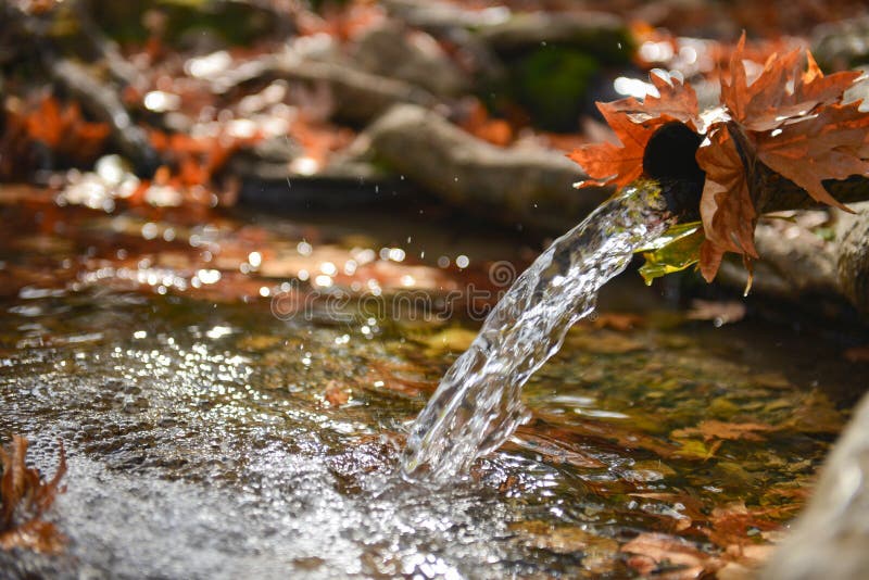 Natural Spring Water at Forest Stock Photo - Image of cool, ecosystem ...