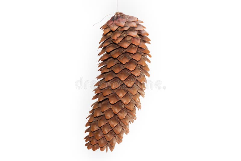 Natural Spruce Cone on a String As a Christmas Ornament Stock Photo ...