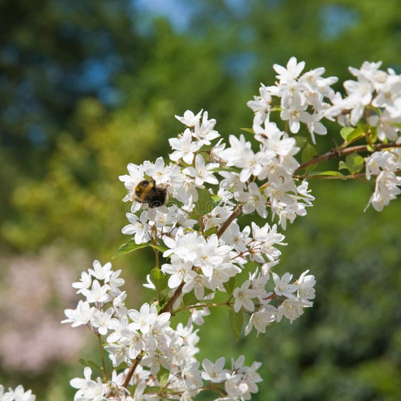 Natural square background stock image. Image of sunshine - 14591365