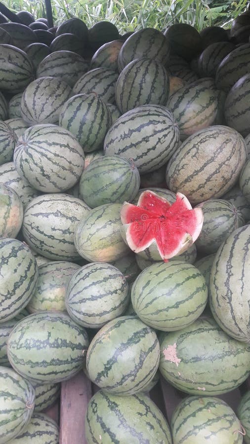 Natural Sri Lankan Watermelon . Red Colour Stock Photo - Image of ...
