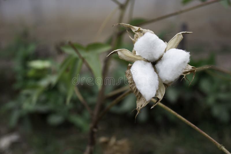 Natural Stem of Cotton Flowers Producing Raw Cotton for Textile ...