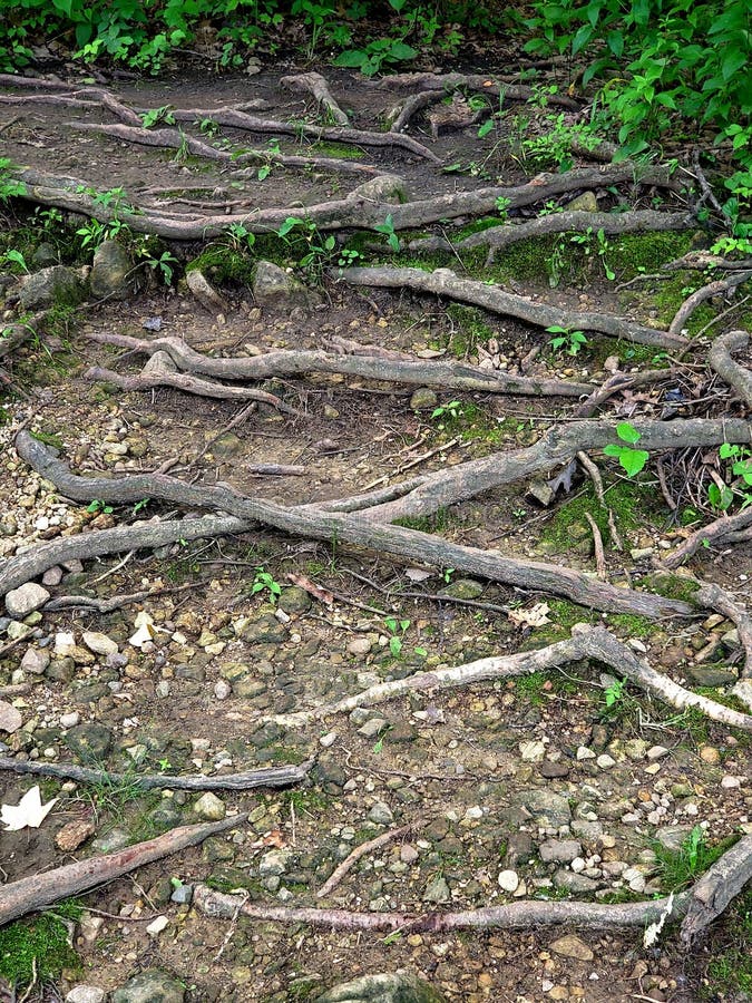 Natural Steps Tree Roots Exposed Stock Photo - Image of woods, park ...