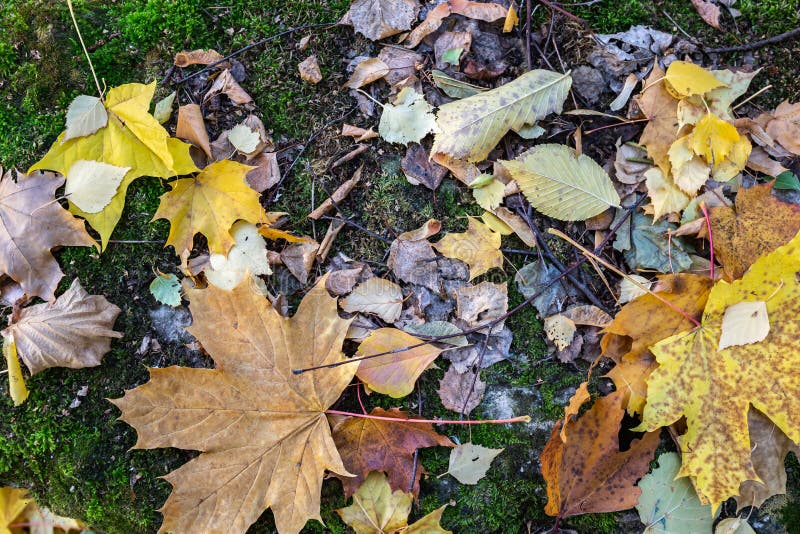 Natural Still Life, Autumn Leaves with Moss Stock Photo - Image of fall ...