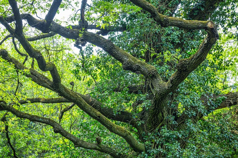 Natural Still Life Formed by a Wide-spread Tree. Stock Image - Image of ...