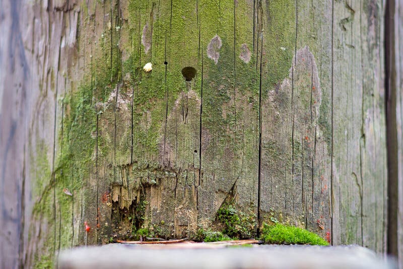 Natural Still Life in the Spring Forest Stock Image - Image of detail ...