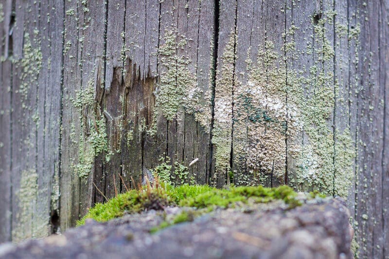 Natural Still Life in the Spring Forest Stock Image - Image of bark ...