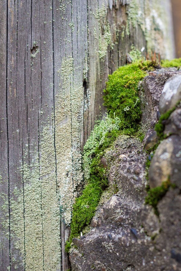 Natural Still Life in the Spring Forest Stock Image - Image of idea ...