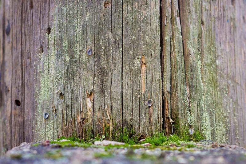 Natural Still Life in the Spring Forest Stock Photo - Image of idea ...