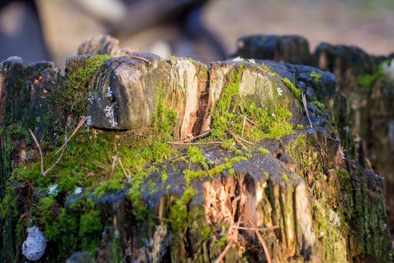 Natural Still Life in the Spring Forest Stock Photo - Image of ...