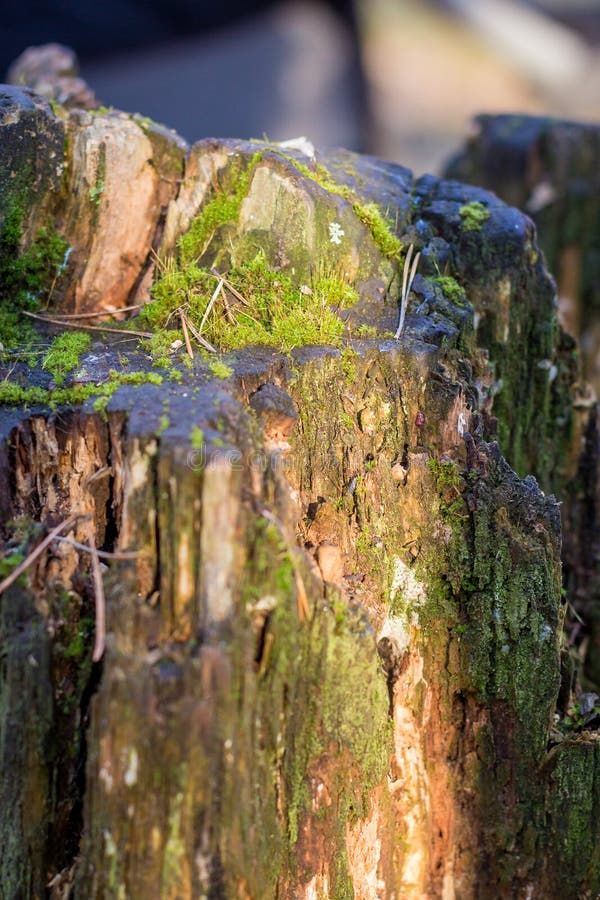 Natural Still Life in the Spring Forest Stock Image - Image of flora ...