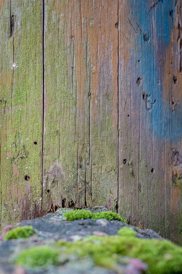 Natural Still Life in the Spring Forest Stock Image - Image of ground ...