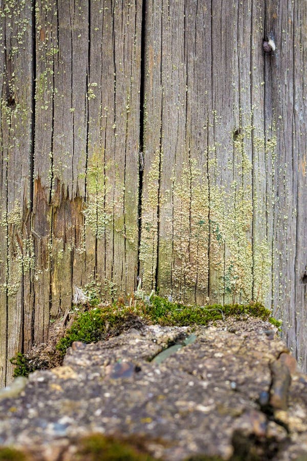 Natural Still Life in the Spring Forest Stock Image - Image of grass ...