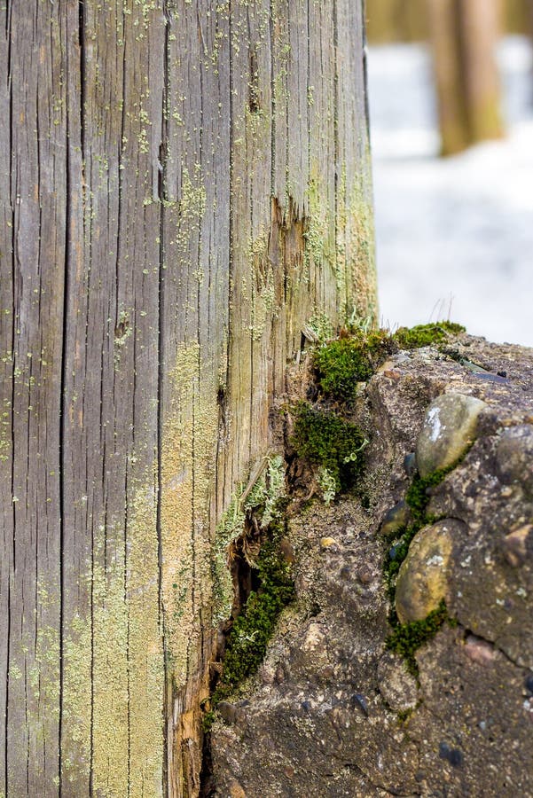 Natural Still Life in the Spring Forest Stock Image - Image of ground ...