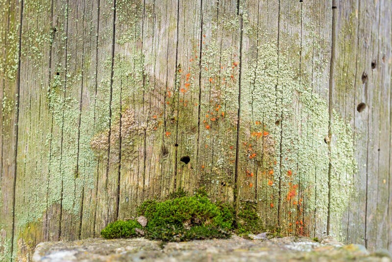 Natural Still Life in the Spring Forest Stock Photo - Image of closeup ...