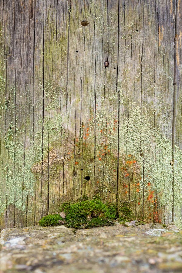 Natural Still Life in the Spring Forest Stock Image - Image of growth ...