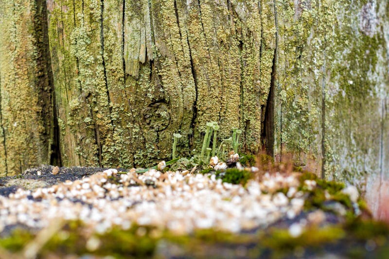Natural Still Life in the Spring Forest Stock Photo - Image of mossy ...