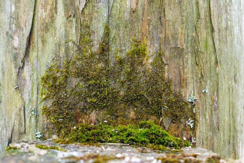 Natural Still Life in the Spring Forest Stock Photo - Image of detail ...