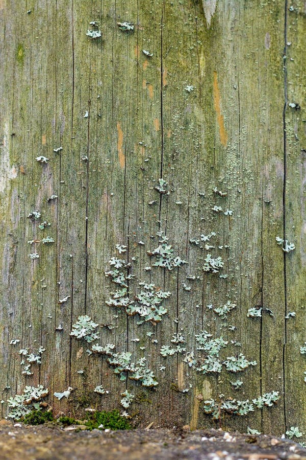 Natural Still Life in the Spring Forest Stock Image - Image of fresh ...