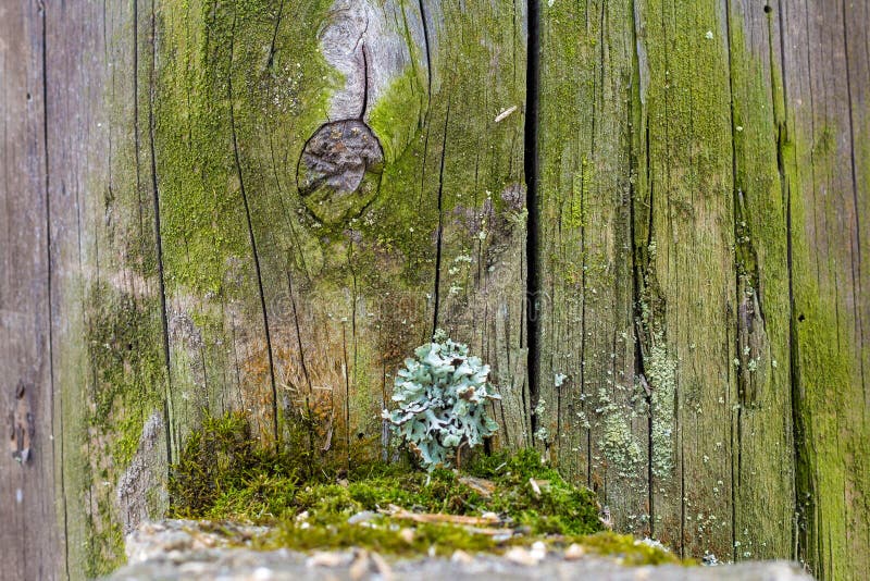 Natural Still Life in the Spring Forest Stock Photo - Image of creative ...