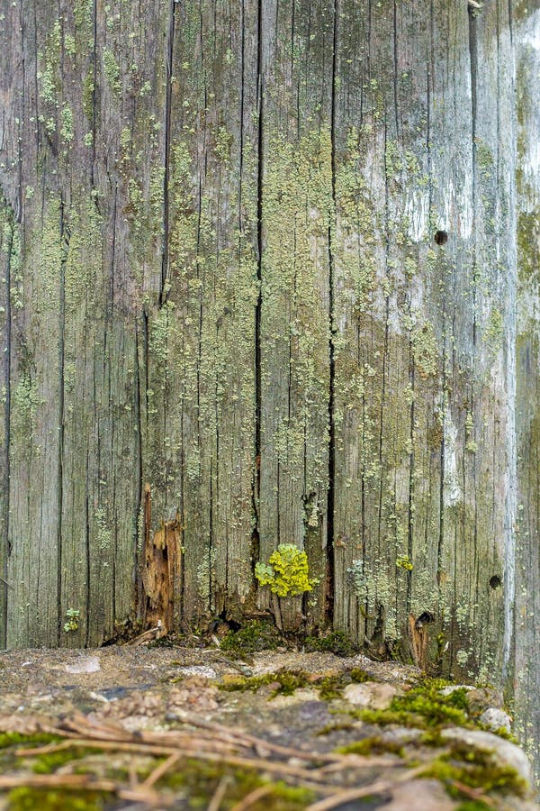 Natural Still Life in the Spring Forest Stock Photo - Image of grow ...