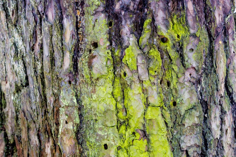 Natural Still Life in the Spring Forest Stock Photo - Image of leaf ...