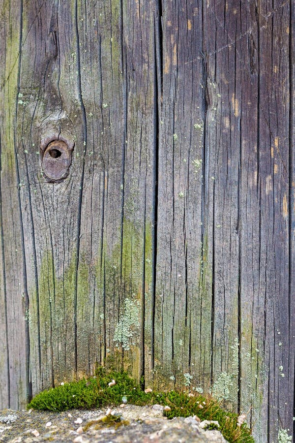 Natural Still Life in the Spring Forest Stock Image - Image of leaves ...