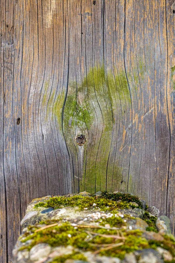 Natural Still Life in the Spring Forest Stock Photo - Image of growth ...