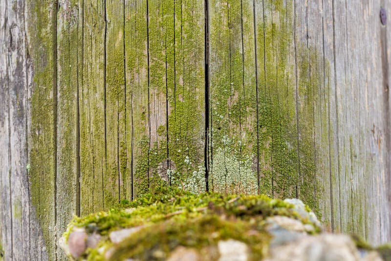 Natural Still Life in the Spring Forest Stock Image - Image of bark ...