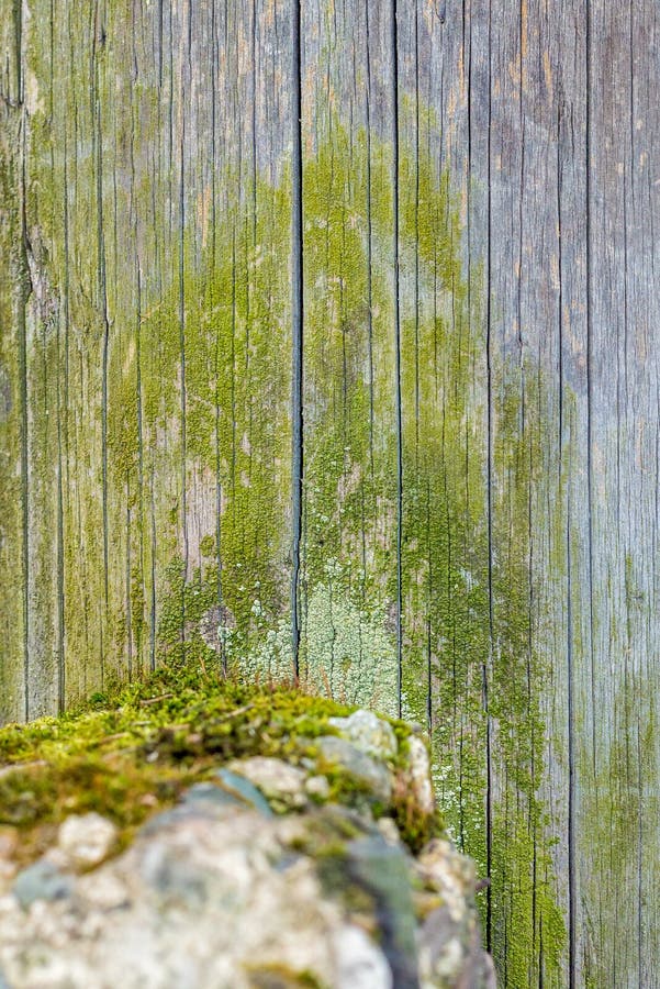 Natural Still Life in the Spring Forest Stock Photo - Image of macro ...