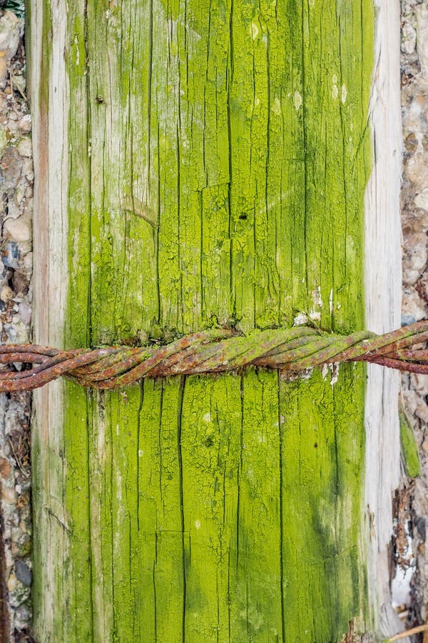 Natural Still Life in the Spring Forest Stock Photo - Image of macro ...