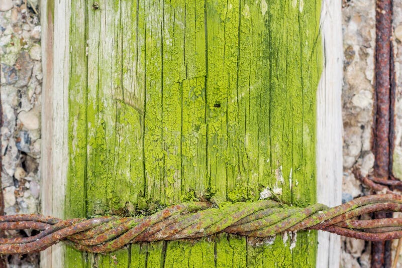 Natural Still Life in the Spring Forest Stock Image - Image of grass ...