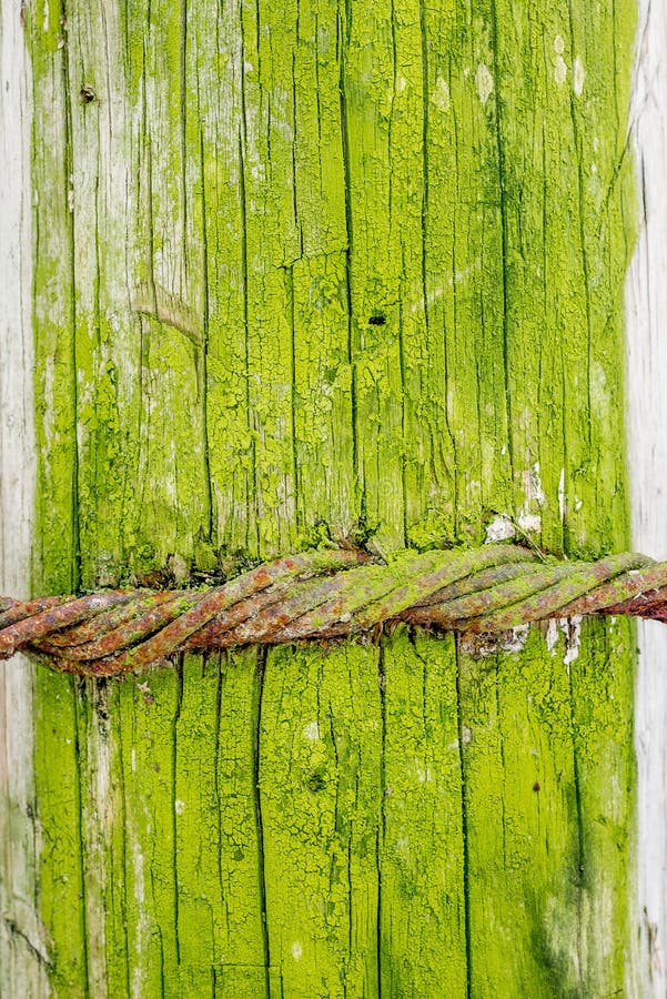 Natural Still Life in the Spring Forest Stock Photo - Image of grow ...