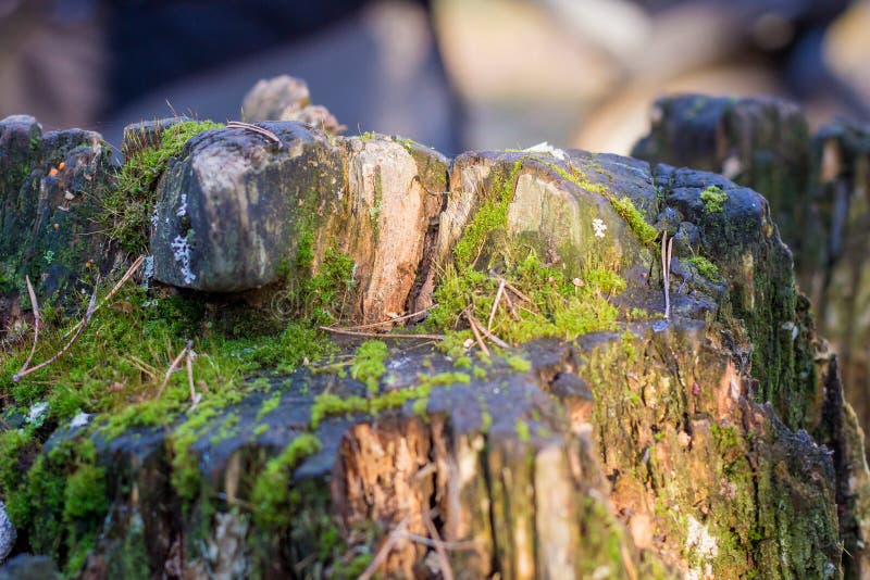 Natural Still Life in the Spring Forest Stock Photo - Image of detail ...