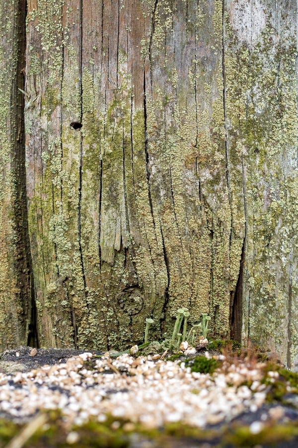 Natural Still Life in the Spring Forest Stock Photo - Image of idea ...