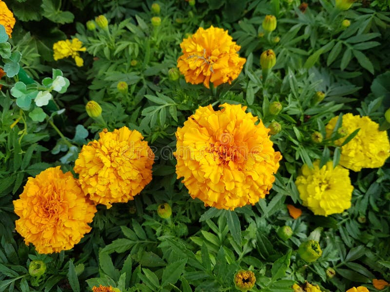 Marigold stock image. Image of stone, marigold, color - 120907497
