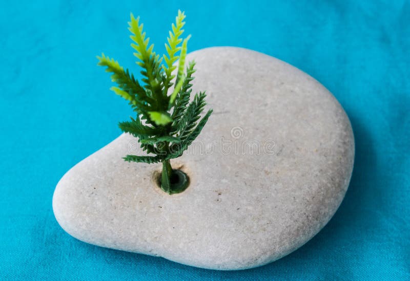 Natural Stone with a Hole from Which the Sprout Grows Stock Image ...