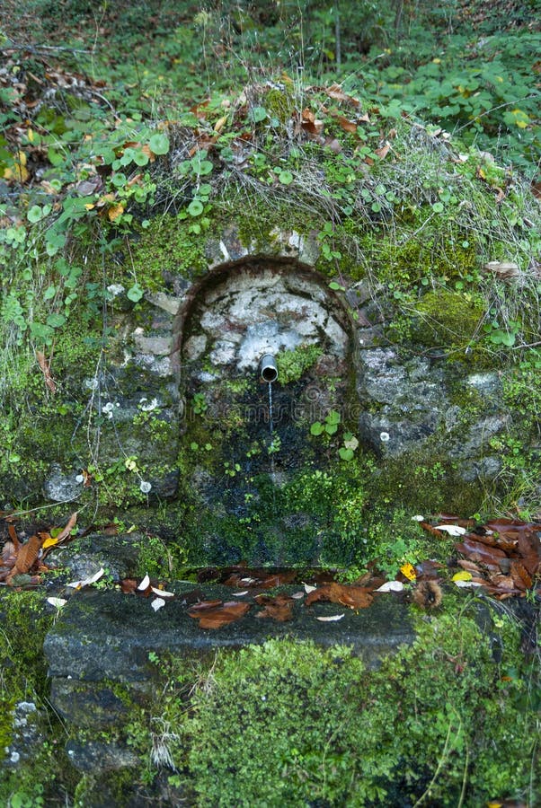 Natural Stone Spring Water Source with Moss and Vegetation in Autumn ...