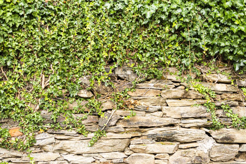 Natural Stone Wall with Intense Green Vine Falling Stock Photo - Image ...