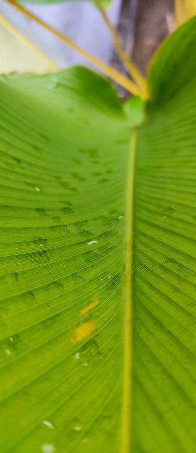 Natural Straight Line of Leaf Stock Photo - Image of rain, straight ...