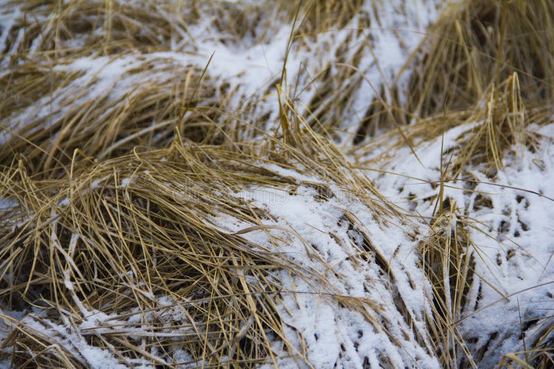 Natural stock image. Image of snow, straw, haulm, natural - 65175847