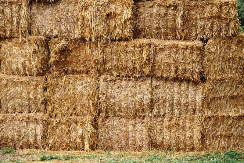 Natural straw texture stock photo. Image of summer, autumn - 69849698