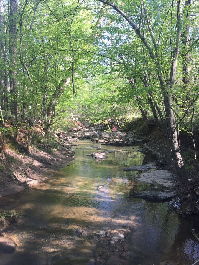 Natural Stream in Forest stock photo. Image of sunrays - 91266824