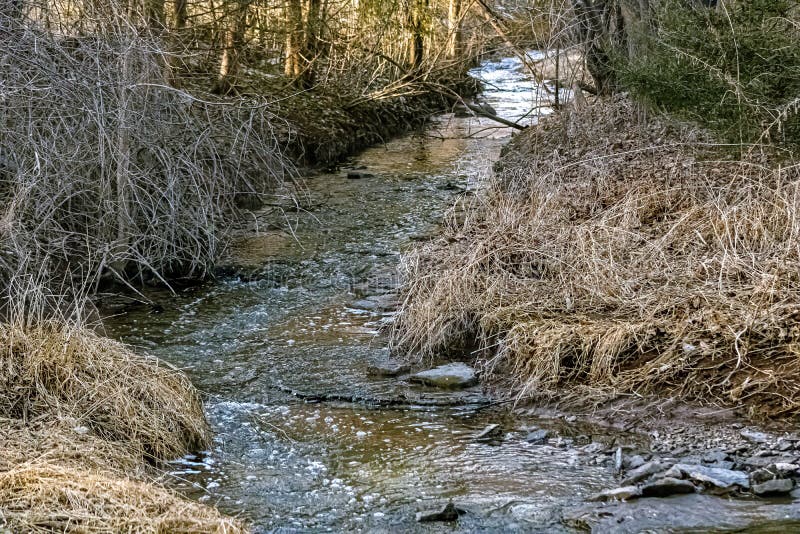 A Natural Stream in the Forest Stock Image - Image of environment, wild ...