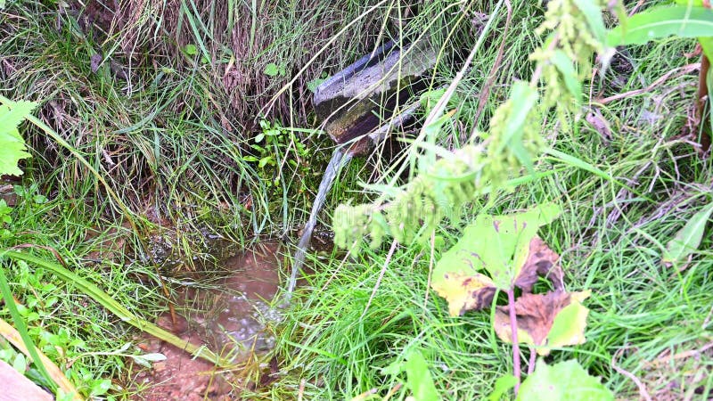 A Natural Stream with Spring Water Flows from a Pipe Surrounded Stock ...