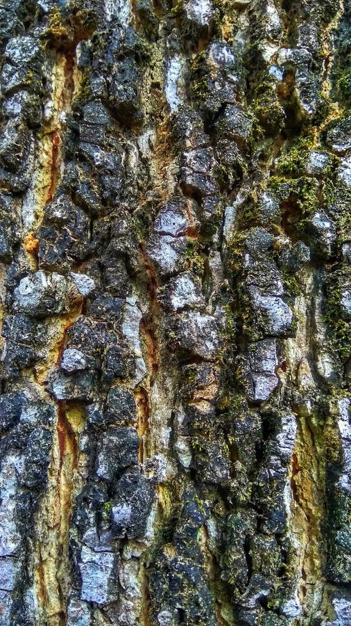 Natural Striped Tree Bark Texture Forms Beautiful Strokes or Curves ...