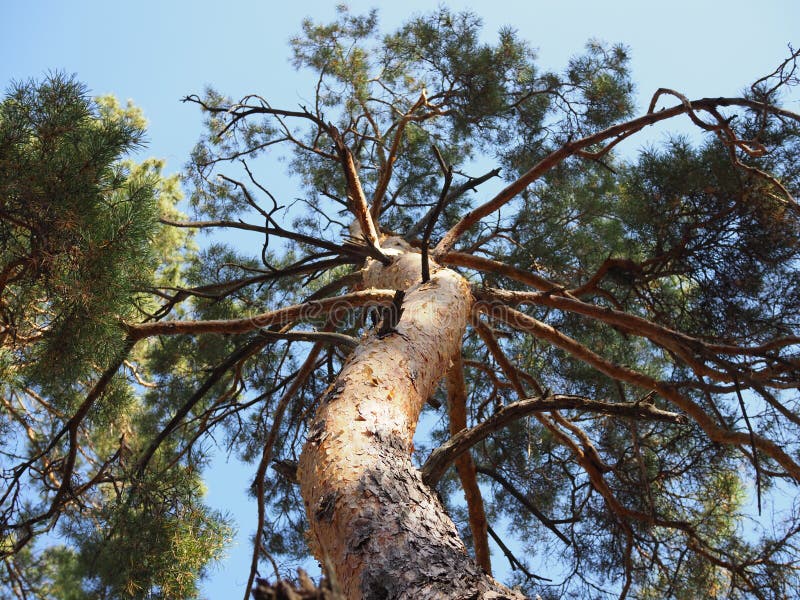 Natural Structure of the Bark of a Pine Tree Stock Image - Image of ...